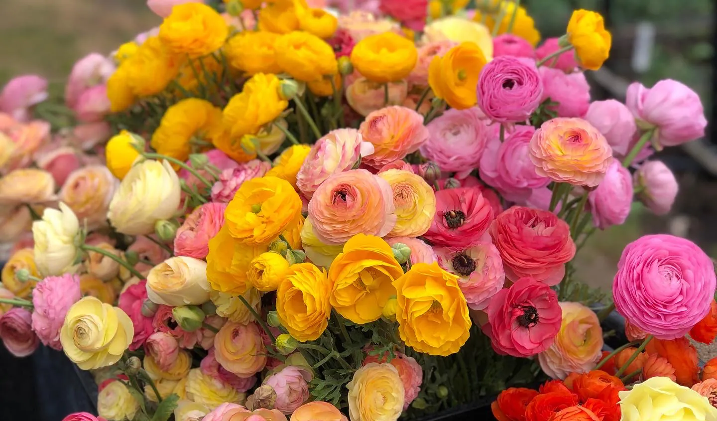 Home - Lisa Kingston Flowers
